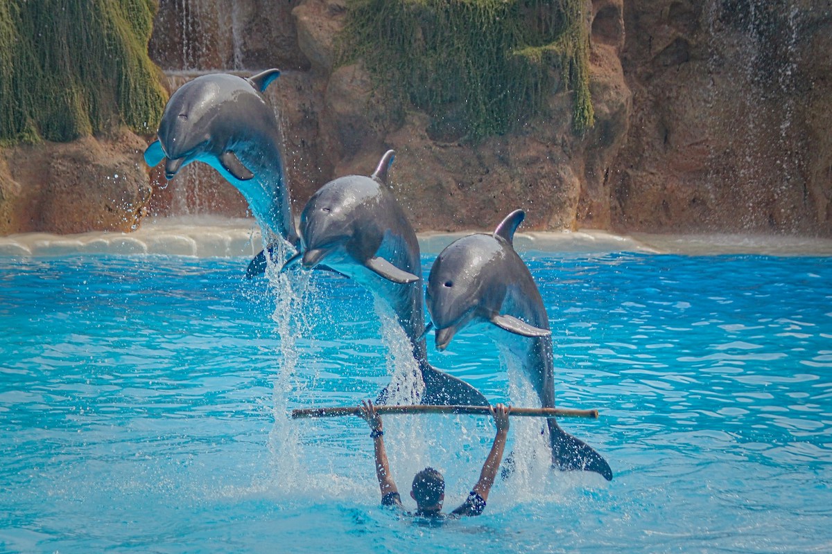 MarineLand says rumours of layoffs, closure not true - Samfiru Tumarkin LLP